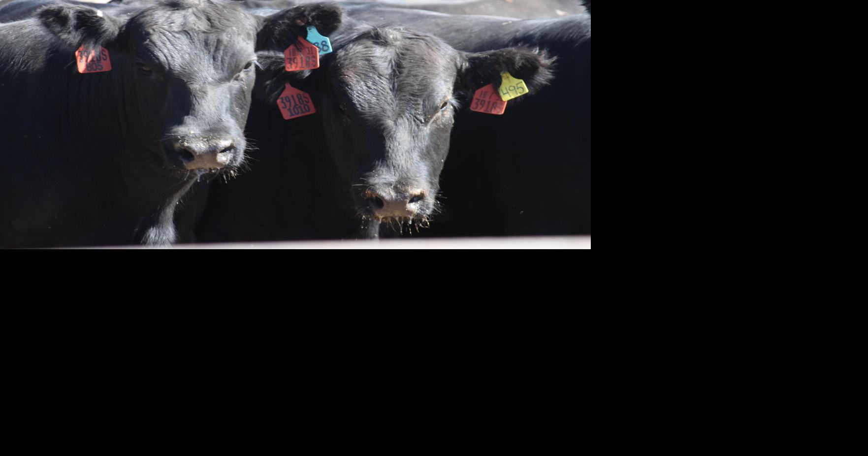 2021 Oklahoma Quality Beef Network Certified Preconditioned Calf Sales ...