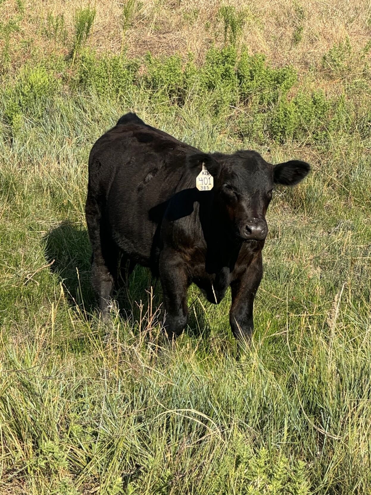 Is It Time To Wean? | Cow/Calf Corner | feedlotmagazine.com
