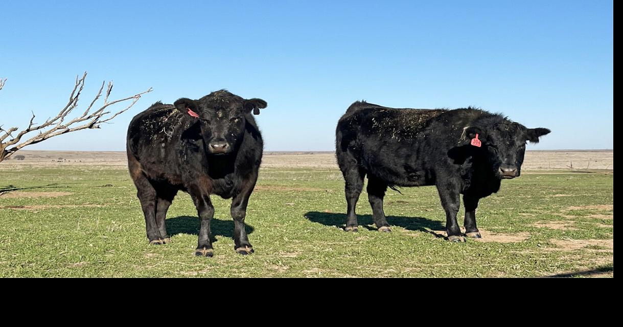 Helping Heifers Find a Home | Cow/Calf Corner | feedlotmagazine.com