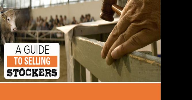 A Guide to Selling Stockers | Stocker Special | feedlotmagazine.com
