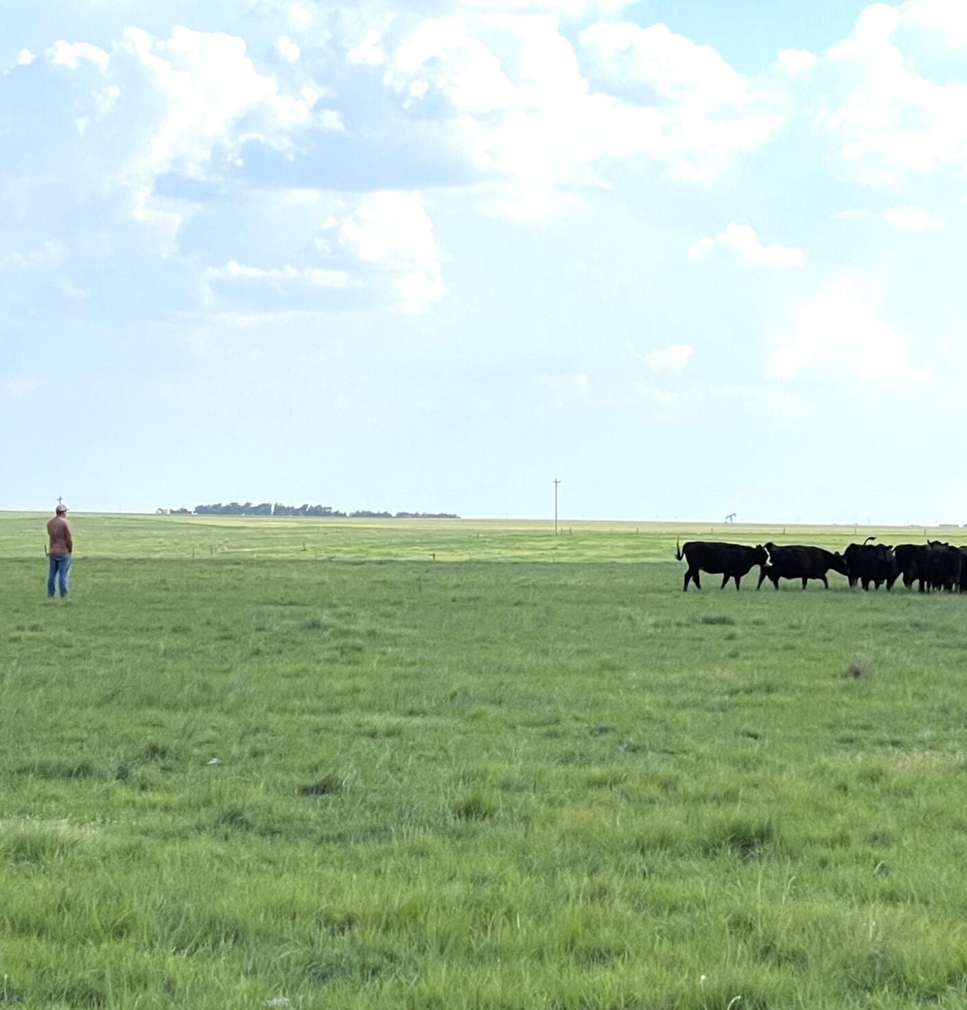 Cattle Economics: Pasture Rental Rates | Marketing | feedlotmagazine.com