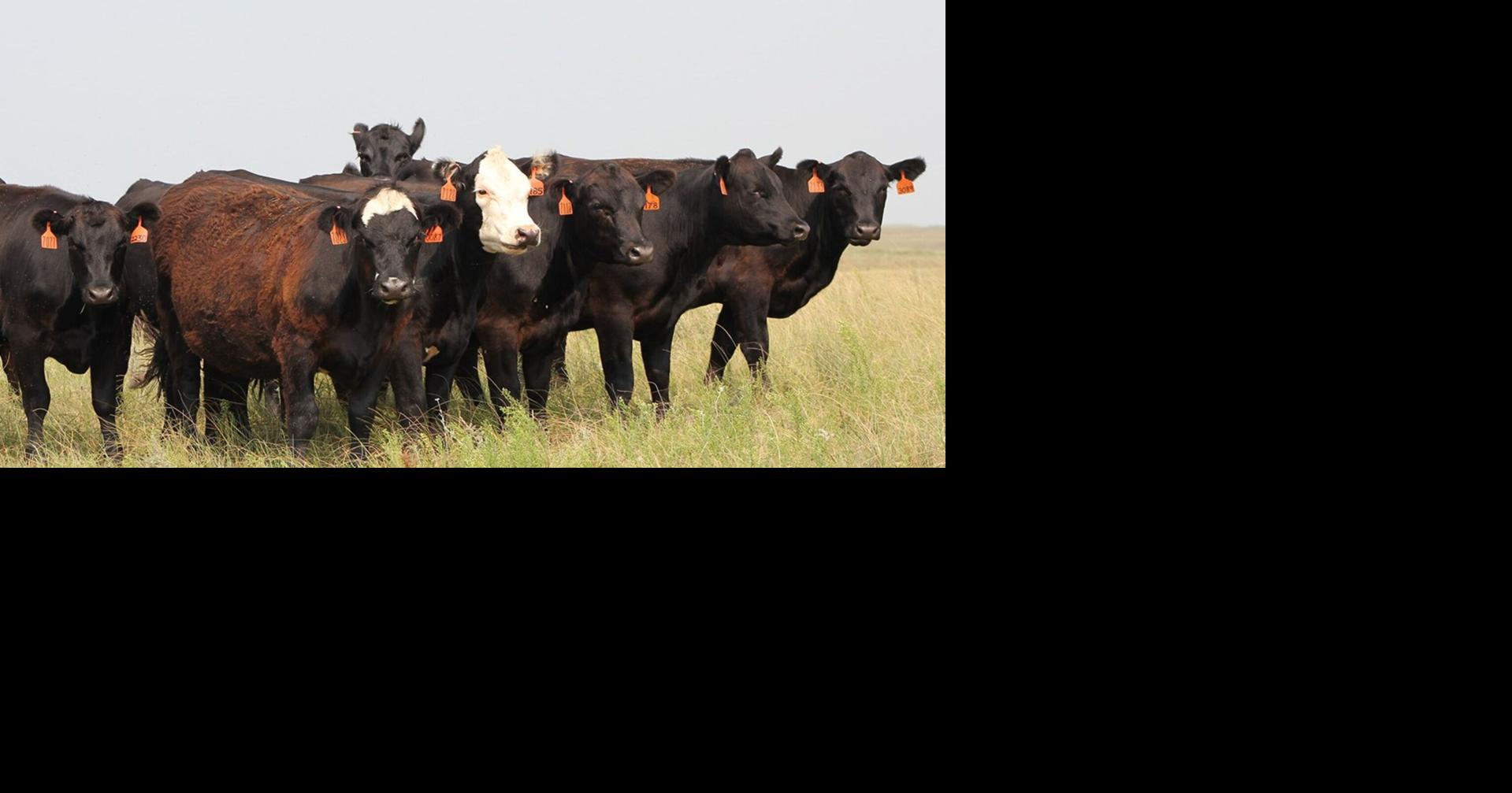 Cattle Chat: Building Better Cows | Cow/Calf Corner | feedlotmagazine.com