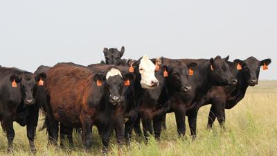 Cattle Chat: Building Better Cows | Cow/Calf Corner | feedlotmagazine.com
