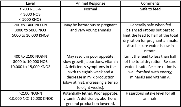 Nitrate Poisoning in Cattle | Industry News | feedlotmagazine.com
