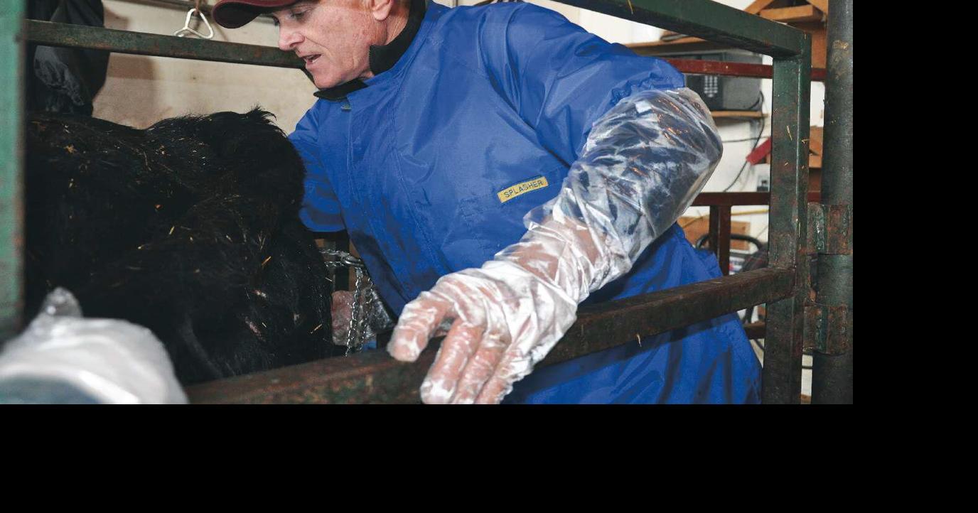 Correcting a Malpresentation: Tips for Pushing a Calf Back into the ...