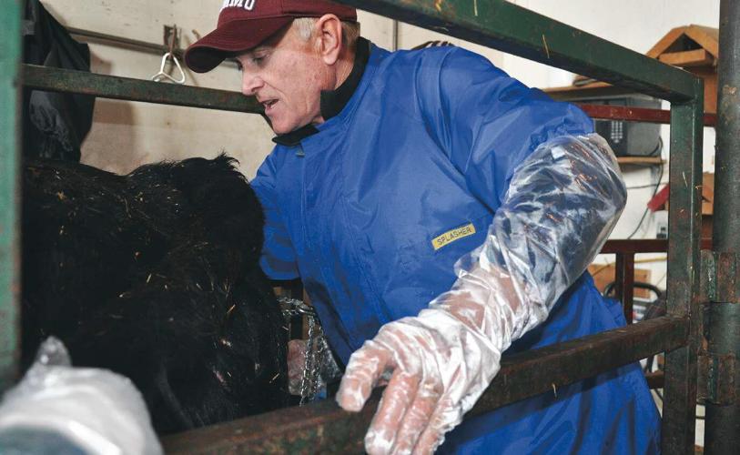 Correcting a Malpresentation: Tips for Pushing a Calf Back into the ...