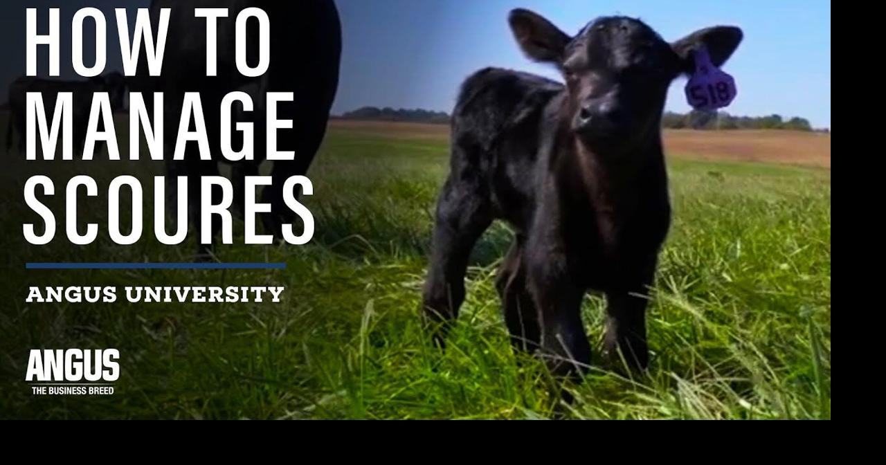How to Manage Calf Scours - Best Treatment Practices for Scours | AJ ...