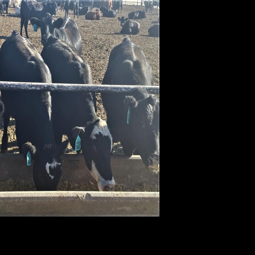 Feedlot Special | feedlotmagazine.com