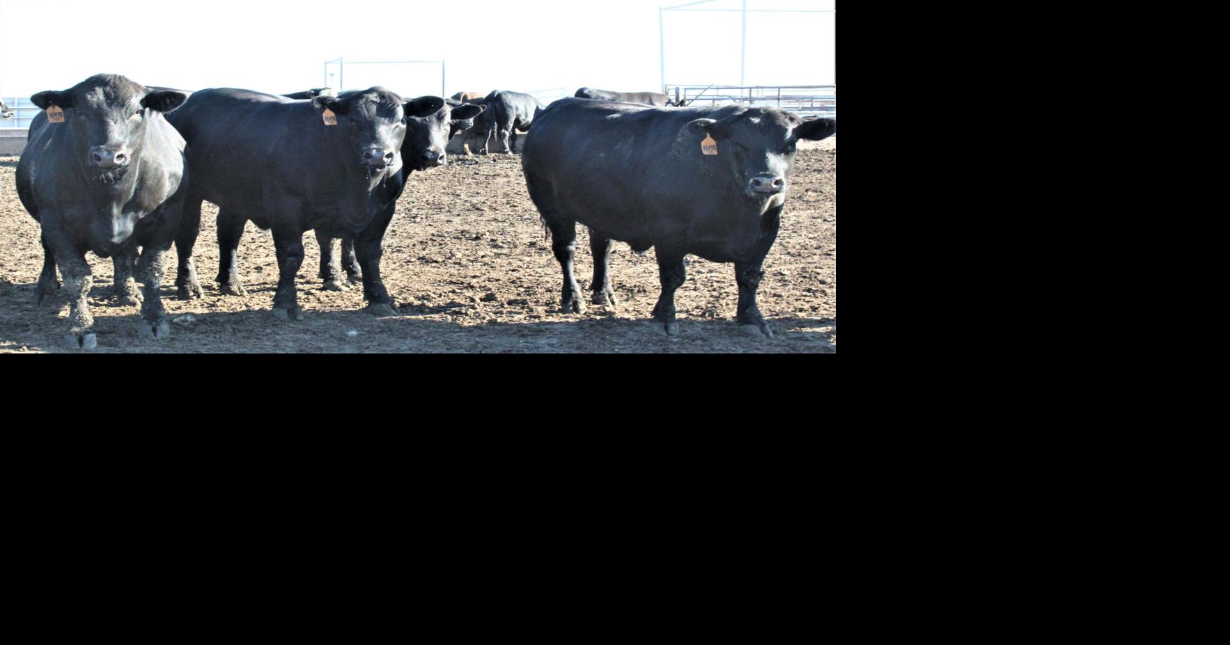 Take Measures To Prevent Heat Stress In Cattle | Feedlot Special ...