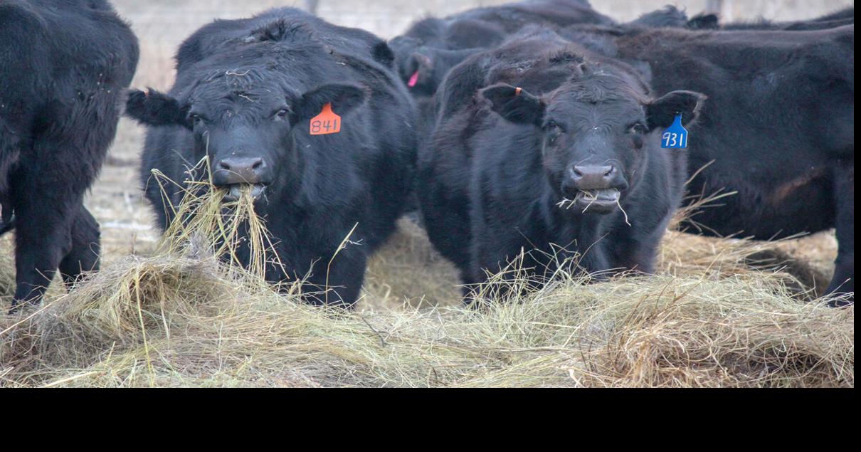 Estimating Feed Intake in Beef Cows | Cow/Calf Corner | feedlotmagazine.com