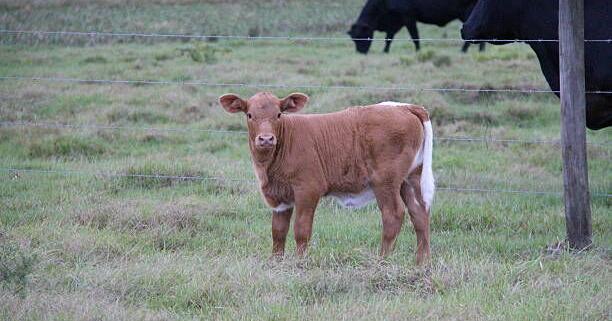 Fenceline Weaning | Cow/Calf Corner | feedlotmagazine.com