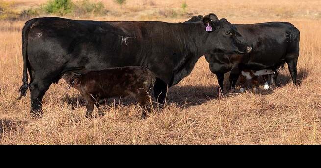MU Videos Share Cattle Management Practices in Drought | Cow/Calf ...