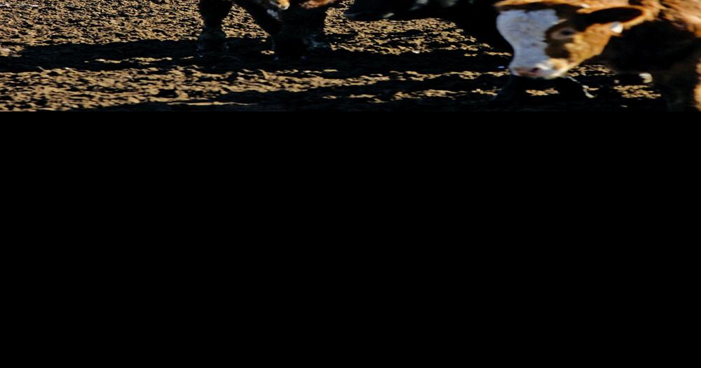 Accountability On The Rise For Cattle Care, Drug Use | Feedlot Special ...