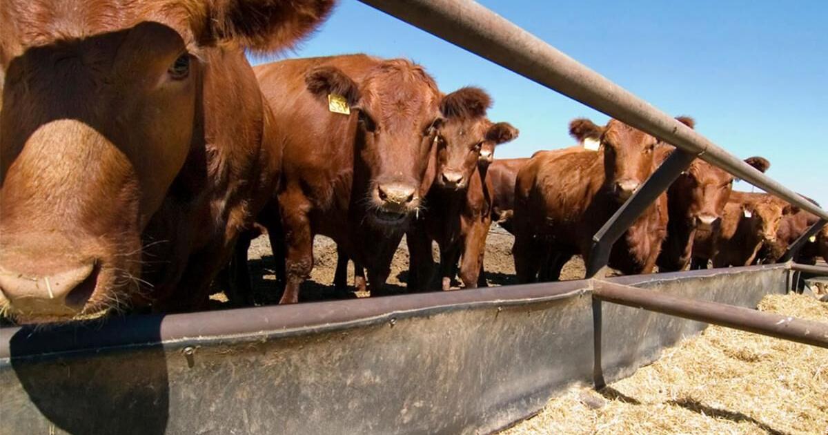 Biosecurity in the Feedlot - Being Prepared and Staying Safe | Feedlot ...