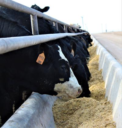 Effect of Bunk Management on Feeding Behavior, Ruminal Acidosis and ...
