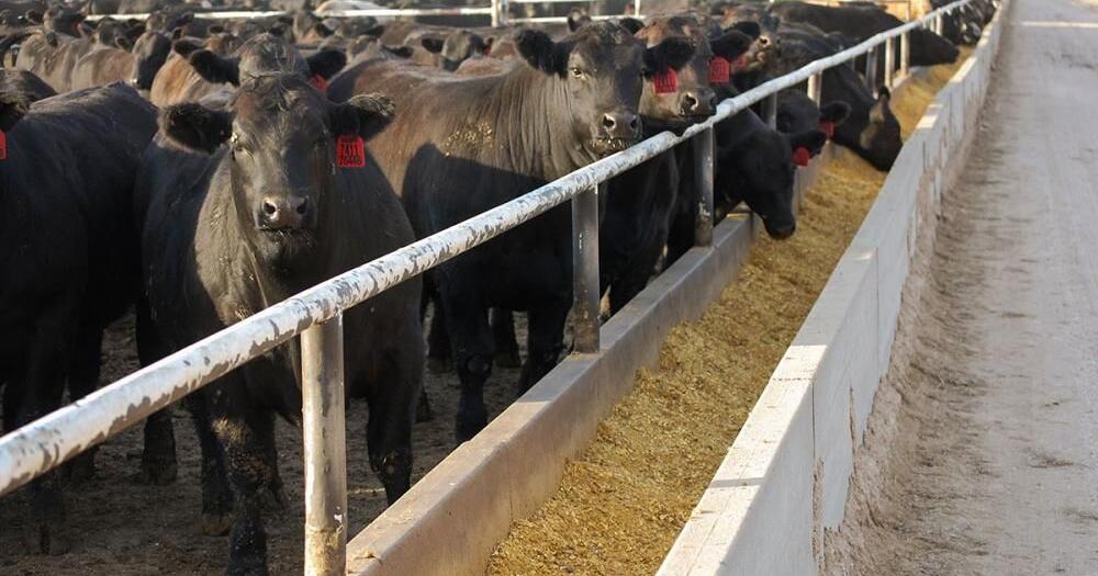 By-Product Value and Importance to Fat Cattle Prices | News ...