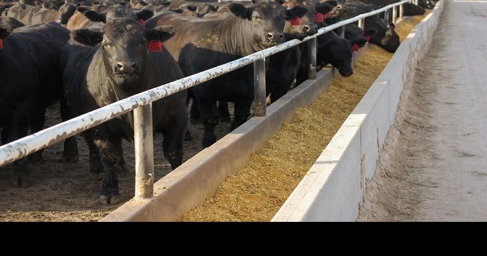 By-Product Value and Importance to Fat Cattle Prices | News ...