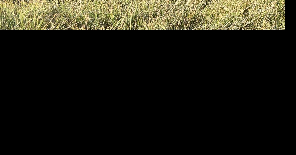 Stocking Rate Impact on Calf Performance at the Rail | Cow/Calf Corner ...