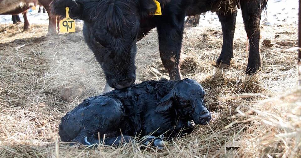 Calving Interval and Gestation Length | Cow/Calf Corner ...