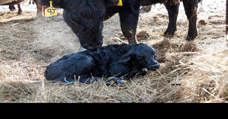 Calving Interval and Gestation Length | Cow/Calf Corner ...