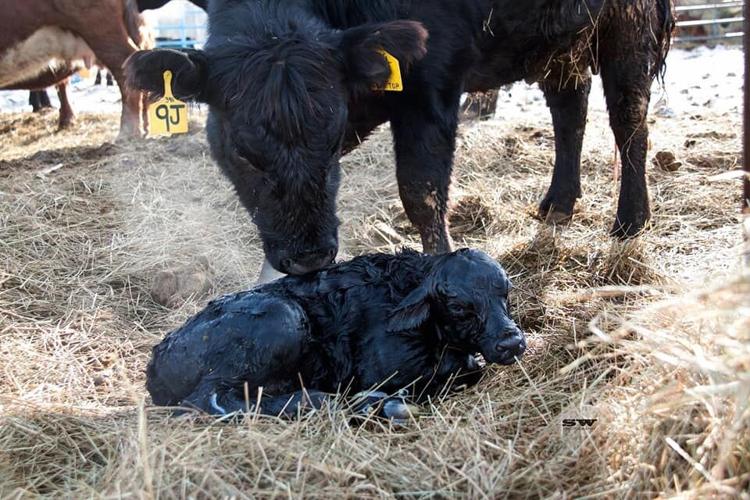 Calving Interval and Gestation Length | Cow/Calf Corner ...
