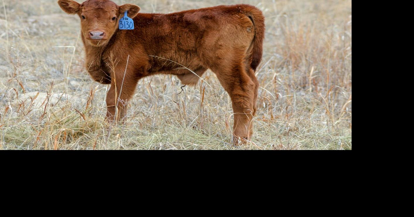 Don’t Panic! Preparing for Calving Season is Simple and Easy* | Cow ...