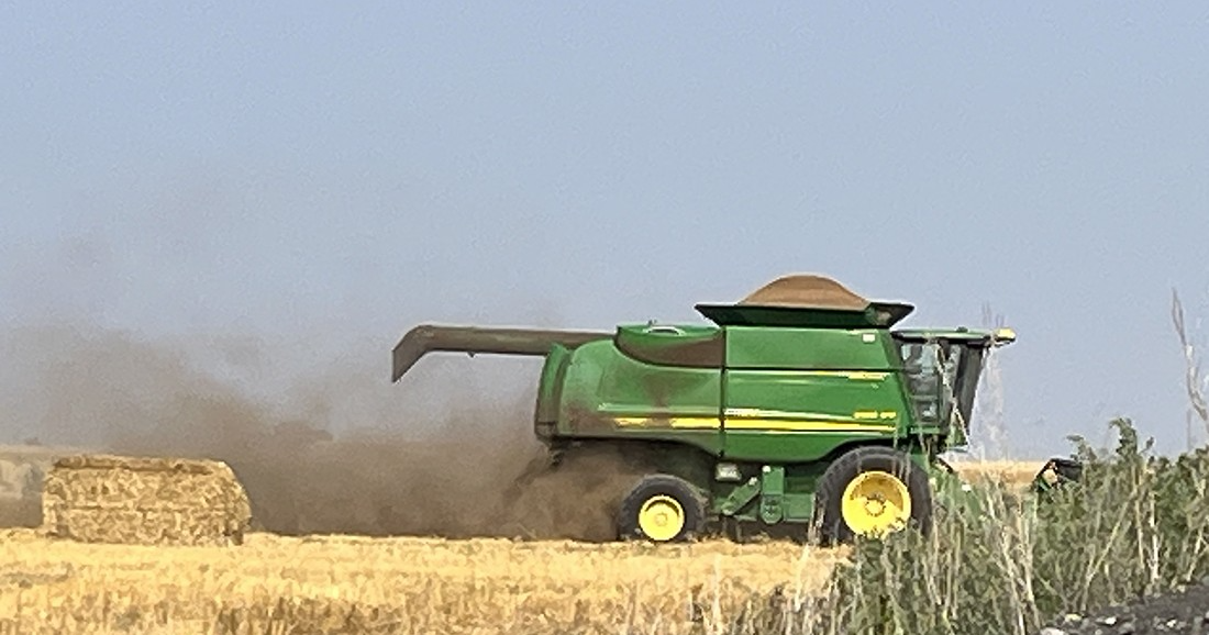 Common Bunt Infection in Winter Wheat | Industry News | feedlotmagazine.com