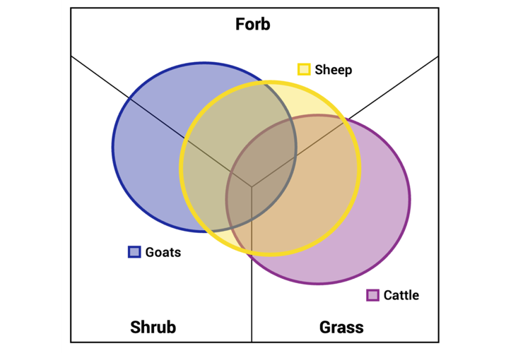 Understanding Grazing Behavior in Cows: The Role of Forbs in Their Diet ...