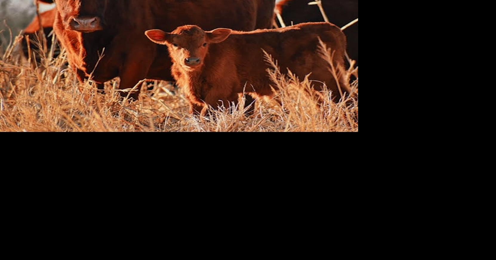 K-State Research and Extension Hosting Cow-Calf Production Clinics ...
