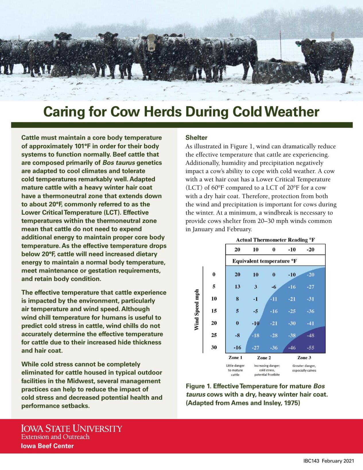 Caring for Cows in the Cold | Cow/Calf Corner | feedlotmagazine.com