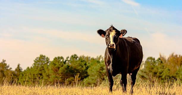 Reproductive Strategies | Cow/Calf Corner | feedlotmagazine.com