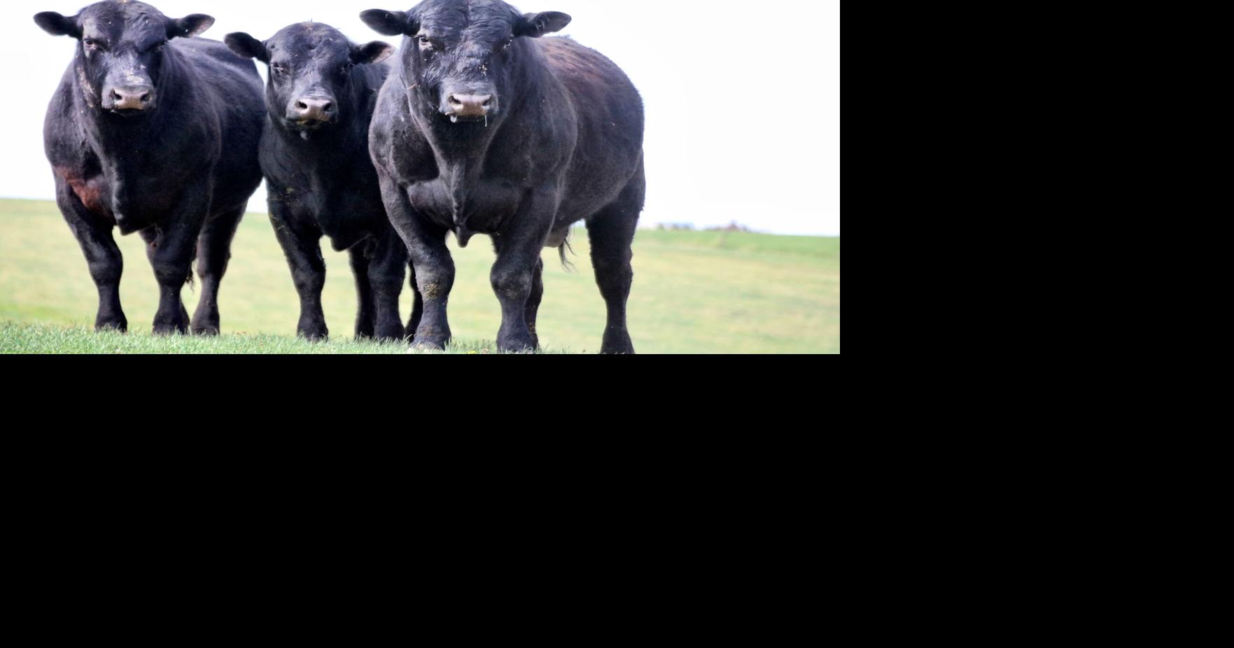 Cattle Genomics: Genetic Overhaul | Cow/Calf Corner | feedlotmagazine.com