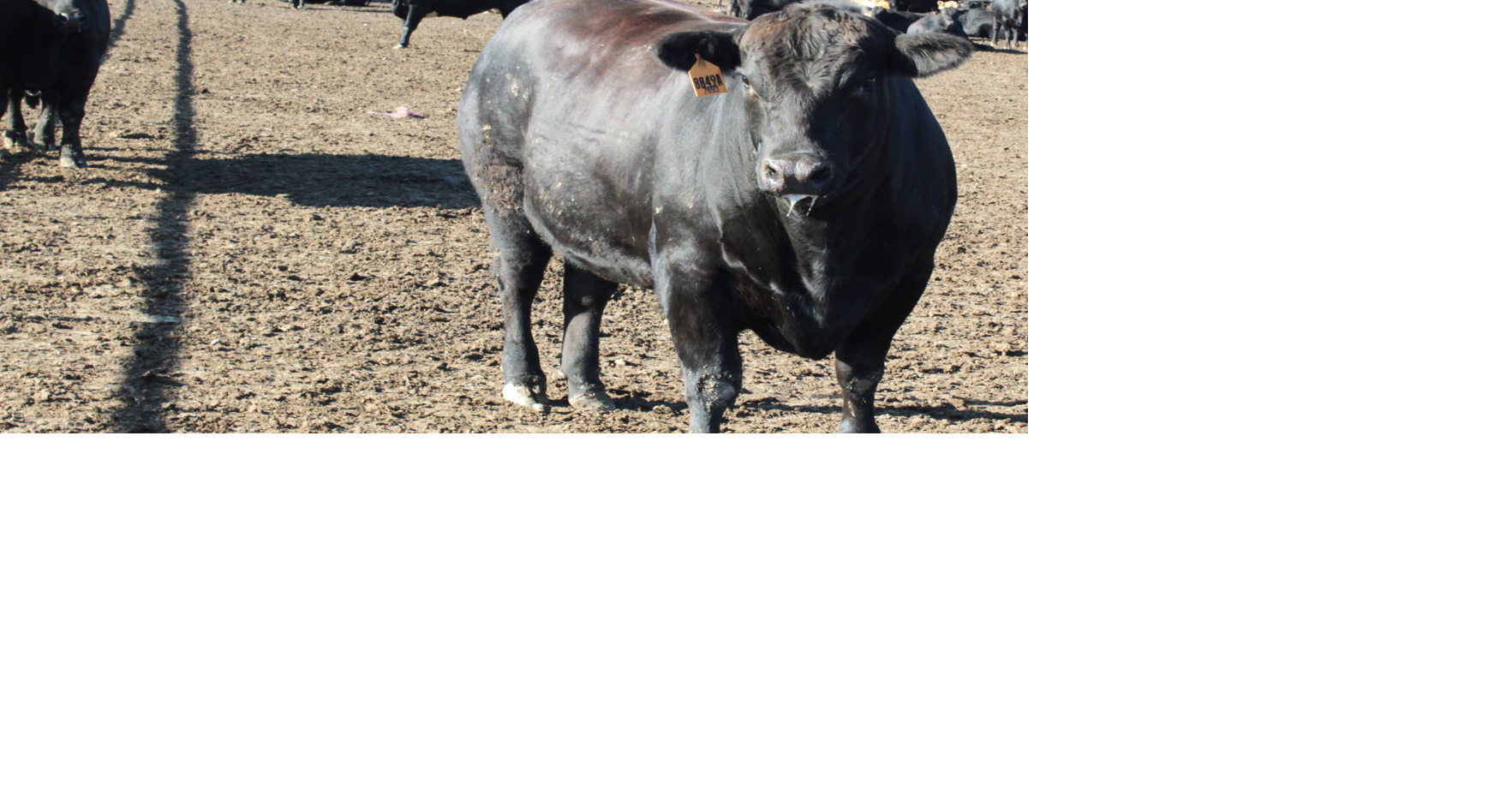 What’s Next for Cattle and Beef Markets? | Industry News ...