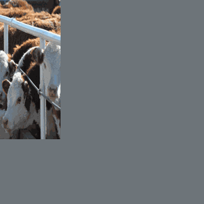 K-State plans leadership academy for youth interested in livestock ...