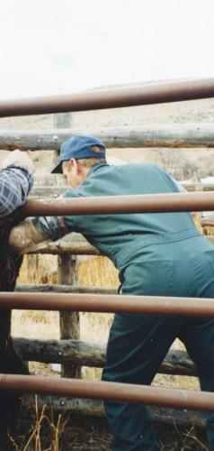 Correcting a Malpresentation: Tips for Pushing a Calf Back into the ...