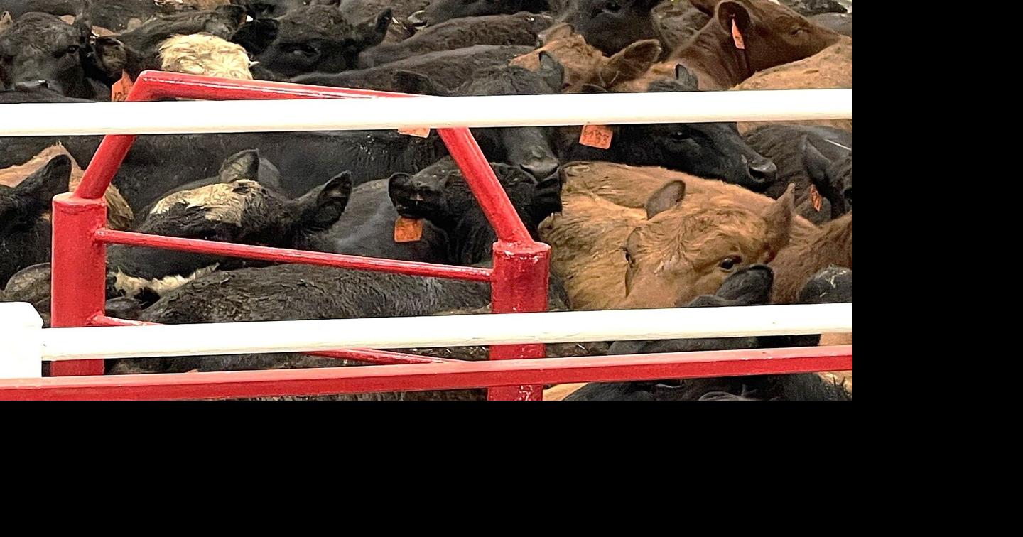 Cattle on Feed and Herd Rebuilding | Feedlot Special | feedlotmagazine.com