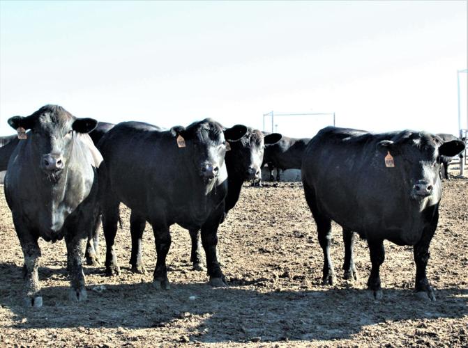 CPI and Retail Meat Prices | Industry News | feedlotmagazine.com