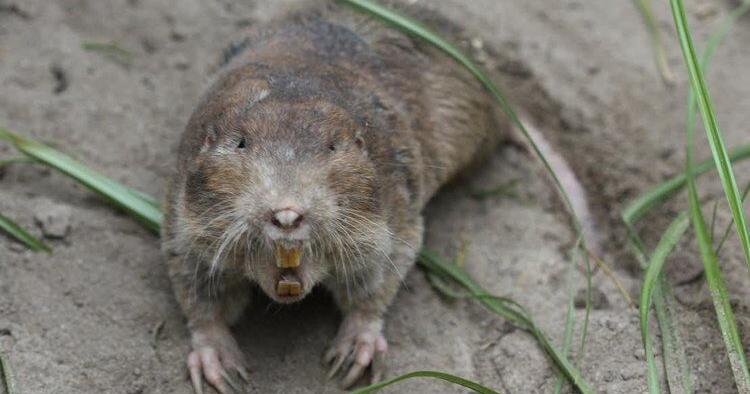 Controlling Pocket Gophers in Hay Fields | Management | feedlotmagazine.com