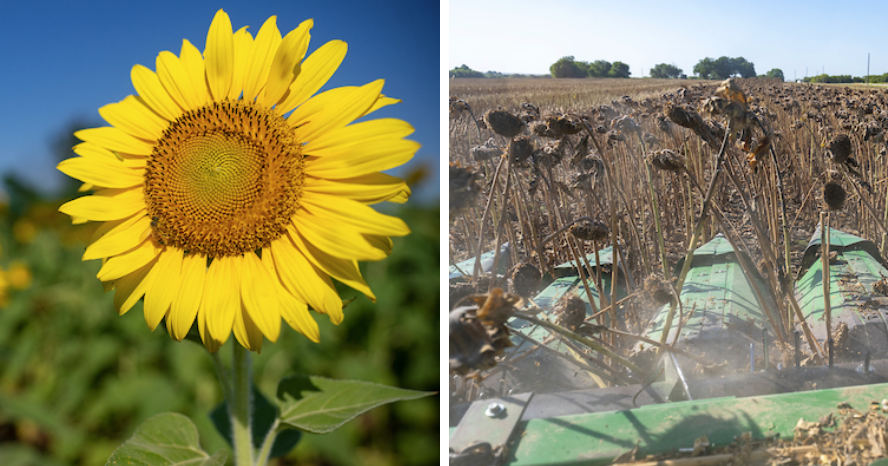 Texas Producers Find Value in Alternative Crops | Industry News ...