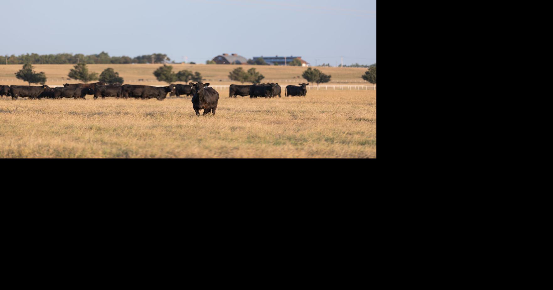 Keeping Cows Maternal | Cow/Calf Corner | feedlotmagazine.com