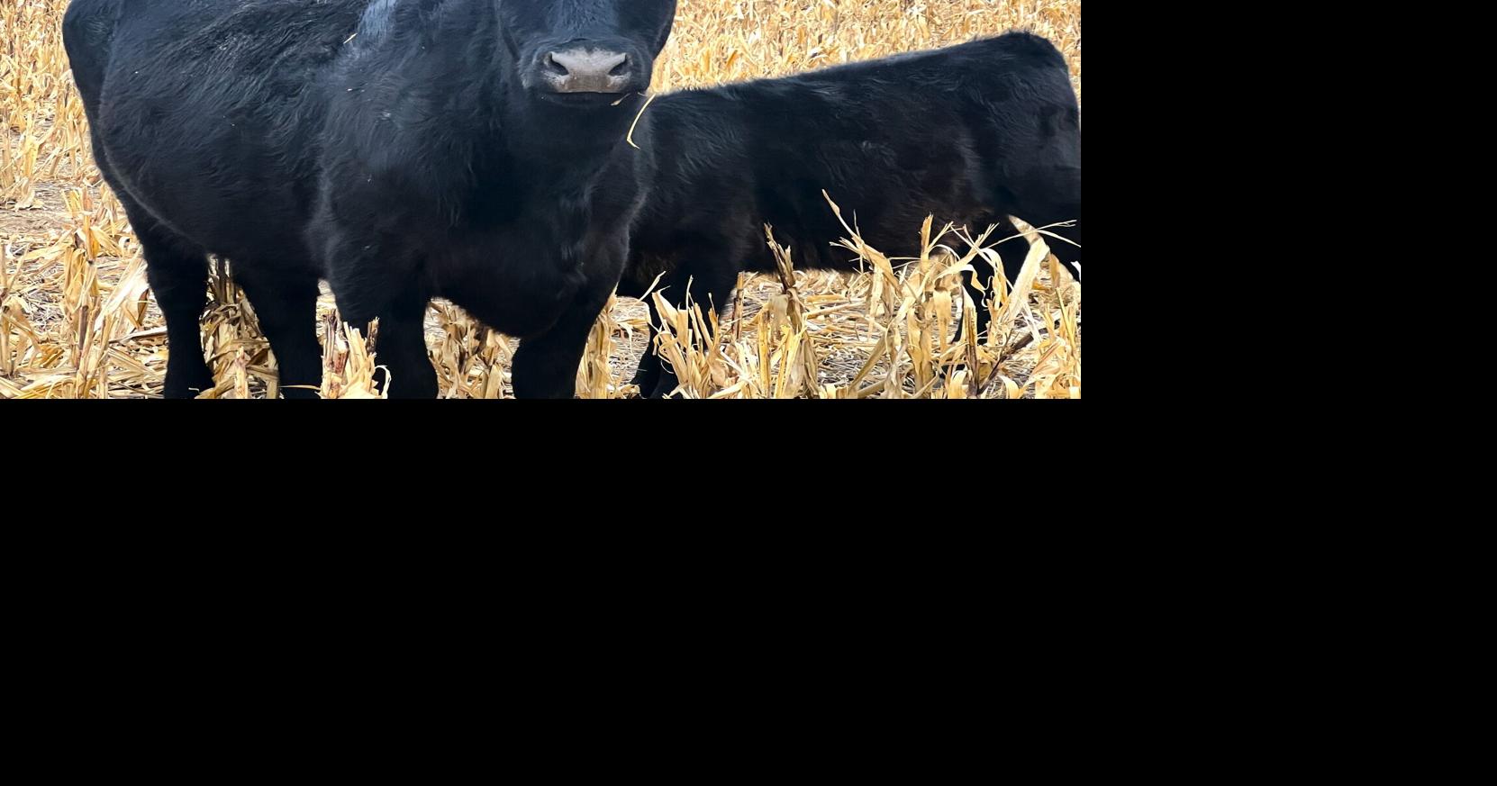 NCBA Releases Findings from Cattle Producer Tax Survey | Beef News ...