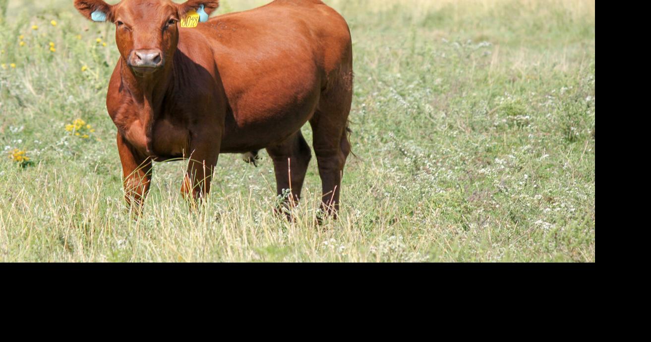 Insecticide Impregnated Ear Tags Available for 2023 | Cow/Calf Corner ...