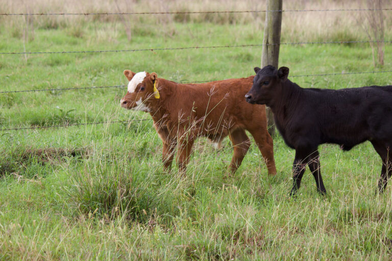 Receiving Newly Weaned Calves in the Yard | Stocker Special ...