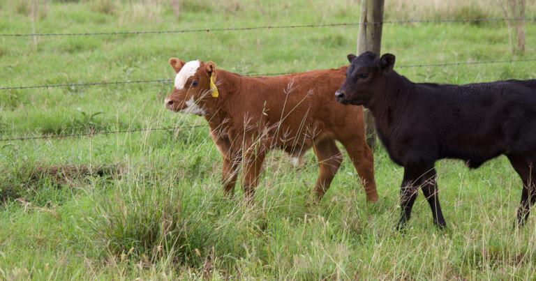 Receiving Newly Weaned Calves in the Yard | Stocker Special ...