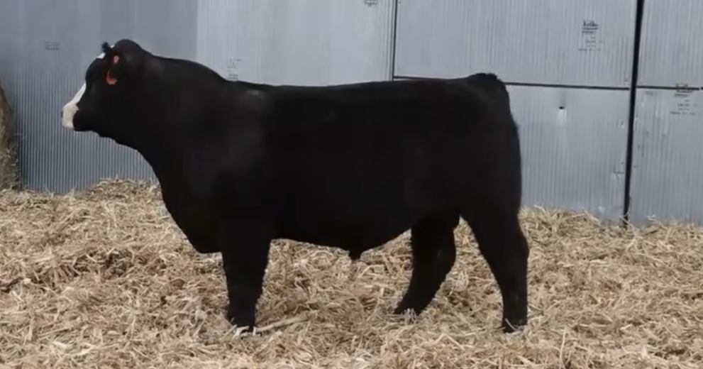 2025 Across-Breed EPD Table and Improvements | Management ...