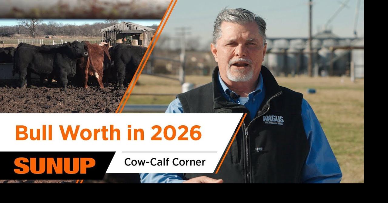 What’s a Good Bull Really Worth in 2026? | Cow-Calf Corner | Multimedia ...