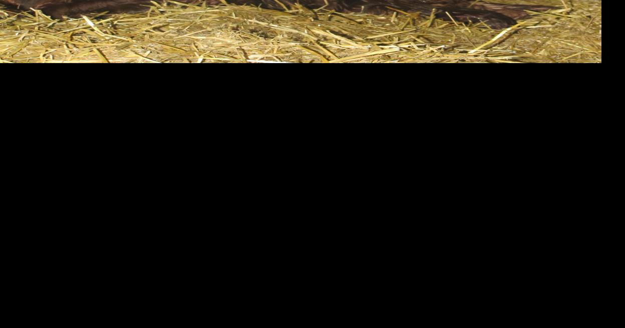 Winter Calving Requires Diligence | News | feedlotmagazine.com