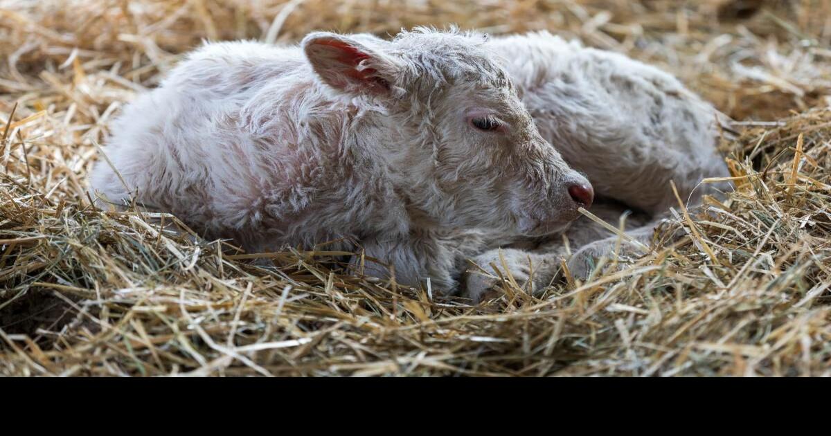 Monitoring Newborns for Dehydration | Cow/Calf Corner | feedlotmagazine.com