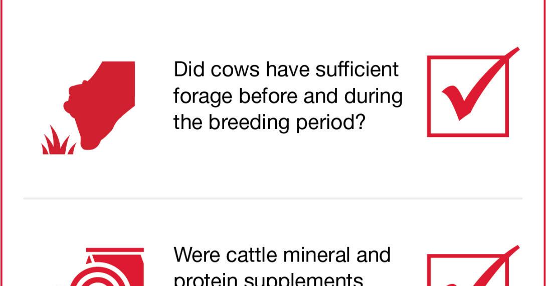 What to do when preg check doesn’t go your way | Cow/Calf Corner ...