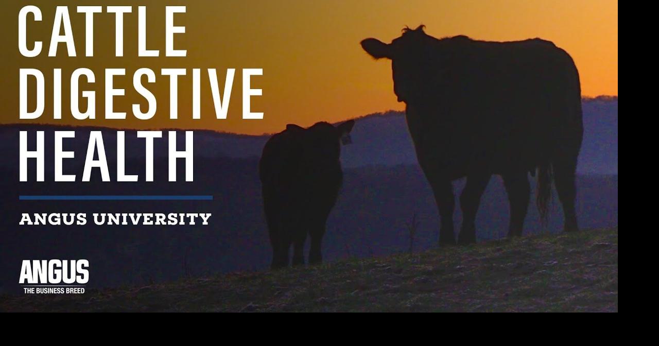 CATTLE DIGESTIVE HEALTH - Improving Digestion Health in Cattle | Trevor ...